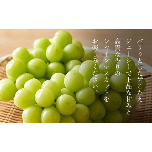 ふるさと納税 ぶどう マスカット 山梨県 笛吹市 25年発送先行予約 シャインマスカット2.6kg以上 山梨県 一宮産 朝採り 産地直送 088-026 : ふるさとチョイス - 通販 ...