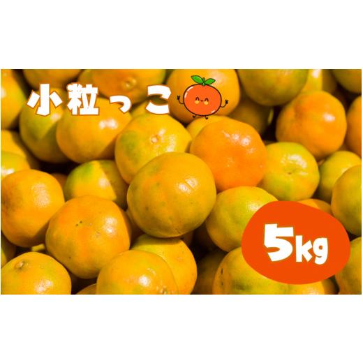 ふるさと納税 果物類 みかん 和歌山県 紀美野町 先行予約 温州みかん 「小粒っこ」 5kg (極早生・早生・中生・晩稲) 2S〜3Sサイズおまかせ 2024年10月中旬〜2 ...