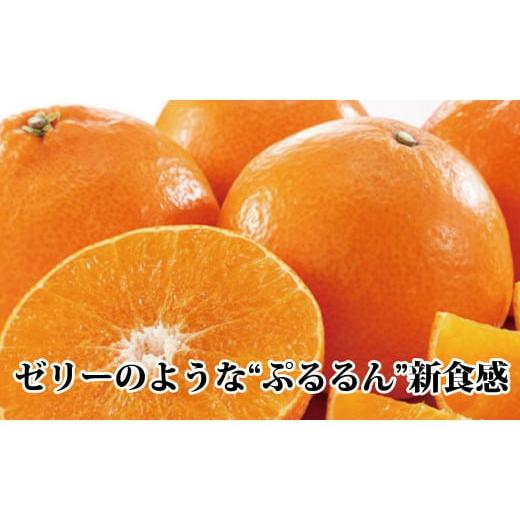 ふるさと納税 みかん・柑橘類 愛媛県 八幡浜市 ギフト対応化粧箱入・上杉農園のぷるぷる新食感 「マドンナ」約2kg C39-50 1450439 : ふるさとチョイス - 通販 - Yahoo ...