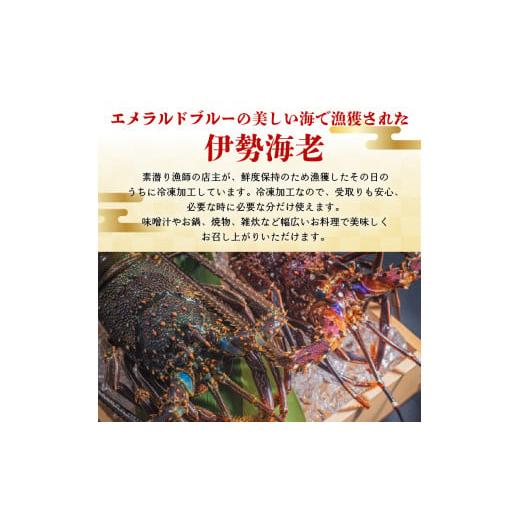 ふるさと納税 沖永良部島直送！素潜り漁師オススメの冷凍伊勢海老 約5キロ（10〜15匹）！ W030-005u : 5954331 : ふるさとチョイス - 通販 - Yahoo!ショッピング