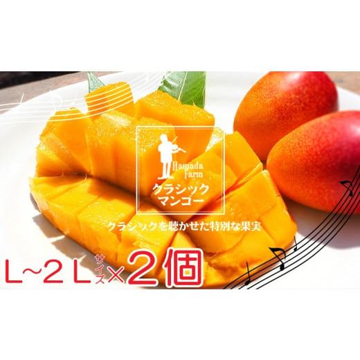 ふるさと納税 マンゴー 鹿児島県 錦江町 No.1195-4 完熟マンゴー（L〜2L×2個） : 5961558 : ふるさとチョイス - 通販 - Yahoo!ショッピング