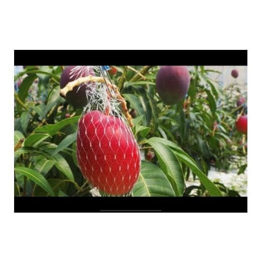 ふるさと納税 マンゴー 鹿児島県 錦江町 No.1195-4 完熟マンゴー（L〜2L×2個） : 5961558 : ふるさとチョイス - 通販 - Yahoo!ショッピング