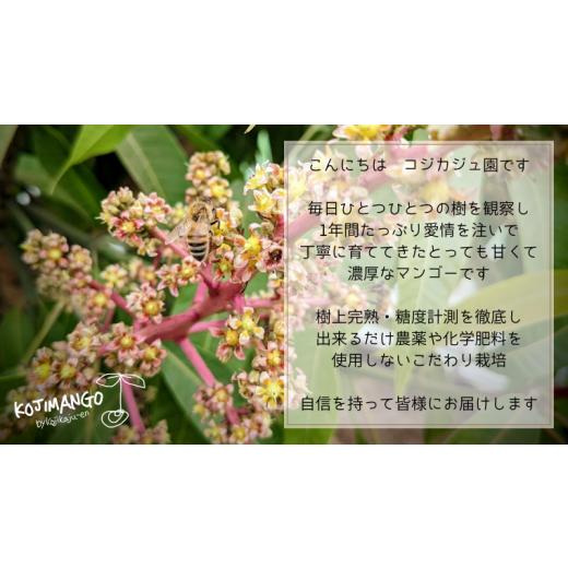 ふるさと納税 マンゴー 茨城県 八千代町 先行予約 完熟マンゴー 約 2kg ( 4〜8玉 ) アーウィン マンゴー 茨城県 八千代町 CX003ya : 5993821 : ふるさとチョイス ...