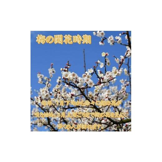 ふるさと納税 加工品等 梅干 和歌山県 印南町 いなみの里梅園 紀州南高梅 はちみつ梅1.5kg 塩分約8％ 農林水産大臣賞受賞 印南町 MN2 : 6037783 : ふるさとチョイス ...