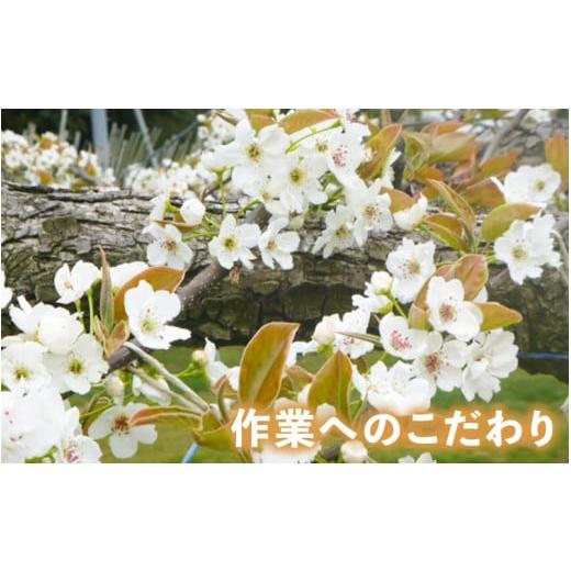 ふるさと納税 梨 福井県 あわら市 先行予約 上野梨園の新興梨 約3kg 4L〜6L 秀品 《数量限定》梨園直送 ／ 期間限定 果物 フルーツ 農家直送 シャキシャキ も… : ふるさと ...