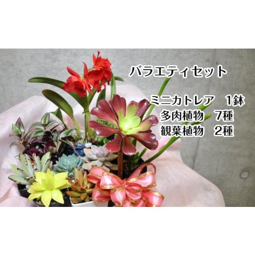 ふるさと納税 雑貨・日用品 インテリア 和歌山県 有田市 人気植物10種バラエティセット（A899-1） : ふるさとチョイス - 通販 - Yahoo!ショッピング