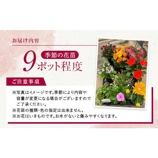 ふるさと納税 花・苗木 山口県 山陽小野田市 先行予約 （2025年4月以降発送予定） 生産農場直送 季節の花苗セット (9ポット程度) 花苗 ...