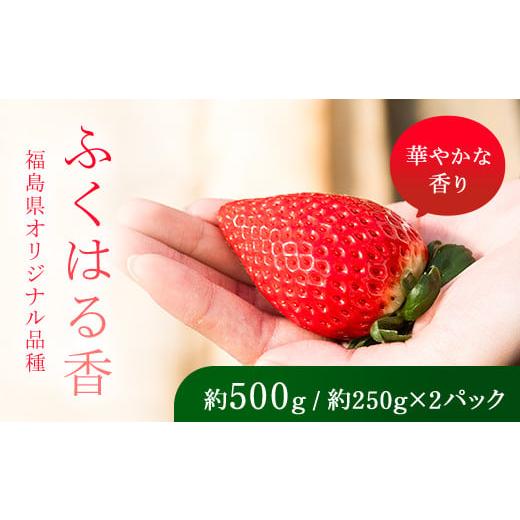 ふるさと納税 【先行予約】香りが強い！福島県オリジナル品種「ふくはる香」 2L〜3L 約500g（約250g×2パック） いちご イチゴ 苺 福島県 鏡石町 鏡石農遊園 F ...