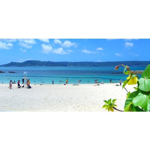 ふるさと納税 マンゴー 沖縄県 西原町 2025年発送予定・訳あり アーウィンマンゴー3.0kg(6〜12玉) 1494041 : ...