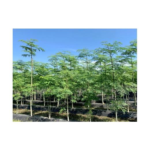 ふるさと納税 お茶類 鹿児島県 錦江町 No.2086-2 鹿児島モリンガ100％ モリンガパウダー : 6224101 : ふるさとチョイス - 通販 - Yahoo!ショッピング