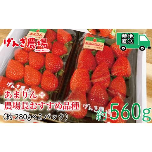 ふるさと納税 【予約受付】 いちご あまりん +農場長おすすめ品種 560g (280g×2P) 3月発送 苺 食べ比べ イチゴ ストロベリー 産地直送 ご当地 果物 くだもの ...