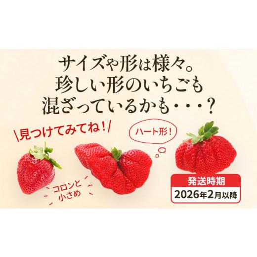 ふるさと納税 いちご 福岡県 田川市 アフター保証 あまおう 約550g（約275g×2パック） 先行受付／2026年2月以降順次発送予定 大粒 不揃い 苺 イチゴ … : ふるさとチョイス ...