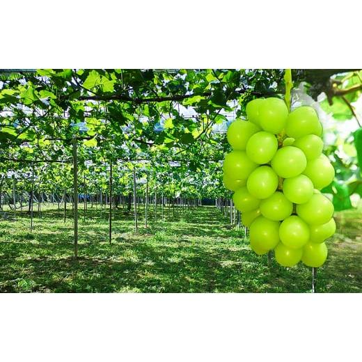 ふるさと納税 ぶどう マスカット 岡山県 高梁市 No.5615-0572 ぶどう 晴れの国 シャインマスカット 2房 化粧箱入り（大房） 岡山県 高梁市 ブドウ 葡萄 果物 ...