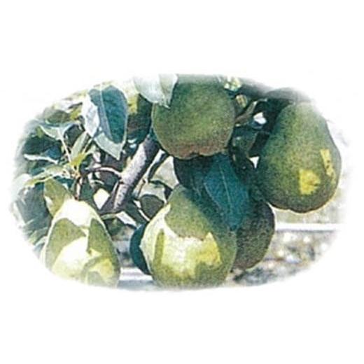 ふるさと納税 梨 山形県 上山市 西洋梨（シルバーベル）5kg 8〜10玉 ご家庭用 0042-2417 : 6348530 : ふるさとチョイス - 通販 - Yahoo!ショッピング