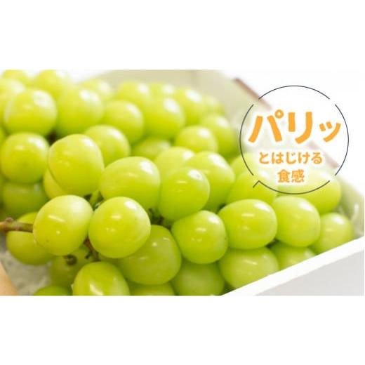 ふるさと納税 ぶどう マスカット 山梨県 笛吹市 2026年発送 先行予約 産地厳選シャインマスカット600g〜700g (1房) 106-021 | シャインマスカット 山梨 発送 ...