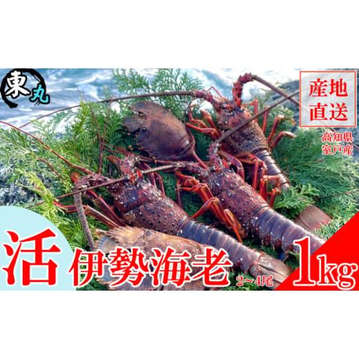 ふるさと納税 エビ 伊勢エビ 高知県 室戸市 活き伊勢海老 1kg （2〜4尾） : 6385537 : ふるさとチョイス - 通販 - Yahoo!ショッピング