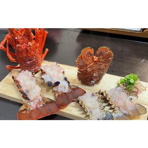 ふるさと納税 エビ 伊勢エビ 高知県 室戸市 活き伊勢海老 1kg （2〜4尾） : 6385537 : ふるさとチョイス - 通販 - Yahoo!ショッピング