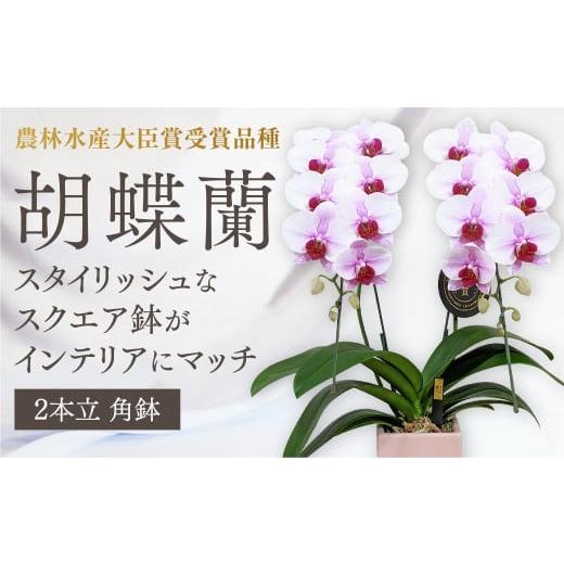 ふるさと納税 雑貨・日用品 花 山口県 山口市 D368 農林水産大臣賞受賞品種 鉢も楽しむ 『スクエア鉢』 スタイリッシュな『乙姫（おとひめ）』＊角鉢＊2本立… : ふるさとチョイス ...