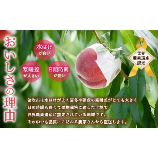 ふるさと納税 もも 山梨県 笛吹市 2026年発送 先行予約 笛吹市産 訳あり桃 約3kg（7〜12玉） 205-003-26y : ふるさとチョイス - 通販 - Yahoo!ショッピング