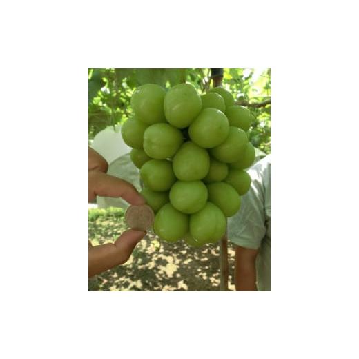 ふるさと納税 ぶどう マスカット 山梨県 笛吹市 2026年発送 先行予約 絶品 シャインマスカット 3-6房約3.0kg 090-005-26y ｜シャインマスカット 発送 丸章青 ...