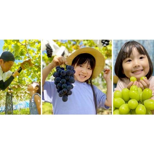 ふるさと納税 ぶどう 山梨県 山梨市 2026年先行受付 訳あり 生産者直送シャインマスカット 計1kg 味には妥協なし 1681114 ...