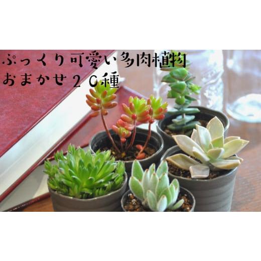 ふるさと納税 和歌山県 有田市 おまかせ多肉植物詰め合わせ（20種）（A160-1） : 729905 : ふるさとチョイス - 通販 - Yahoo!ショッピング