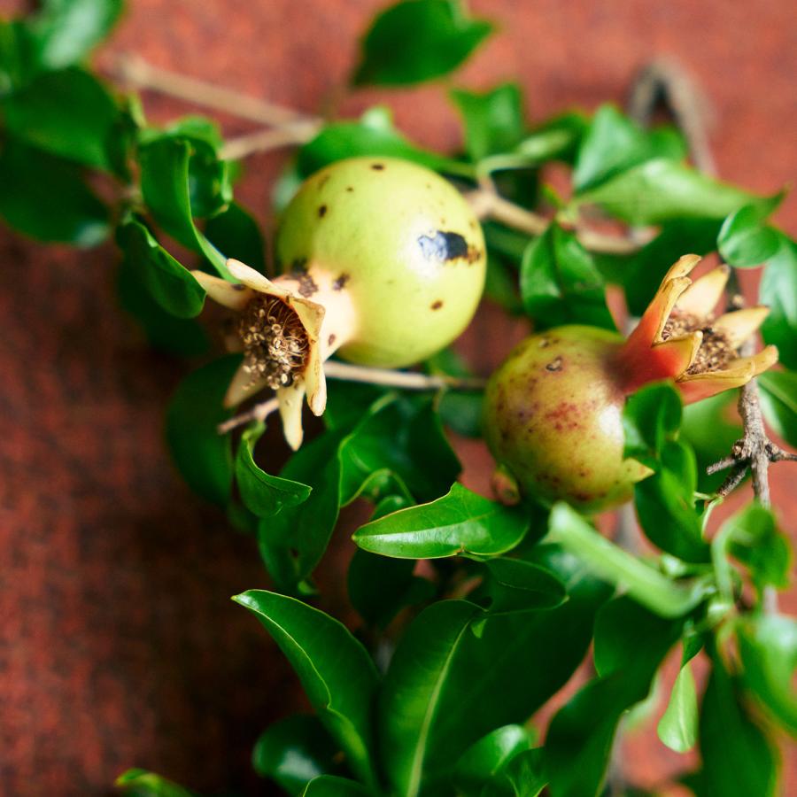 L'ERBOLARIO ボディクリーム 保湿 オーガニック メログラーノMelograno 250ml ざくろの香り レルボラリオ ギフト プレゼント : エスアチーヴ - 通販 ...