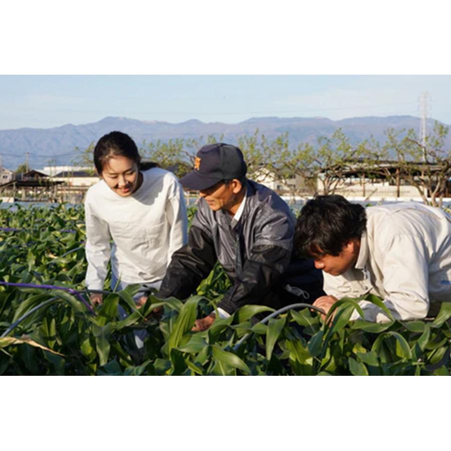 Inakakara Farm to Table 山梨県 富士河口湖町産 とうもろこし 恵味ゴールド 20本 7月〜8月中旬発送 指定日不可 沖縄・離島お届け不可 送料無料 産地直送 : G ...