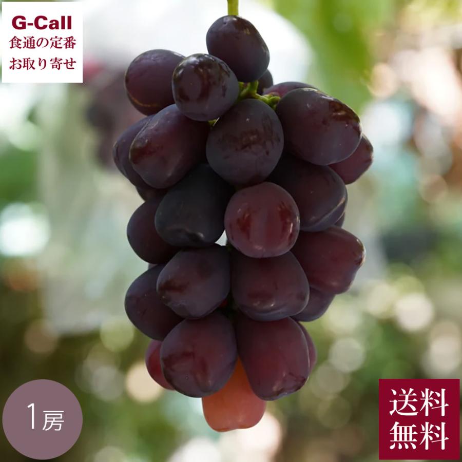 Inakakara 丸山農家 黒いシャインマスカット 富士の輝き 600g以上 1房 9月上旬から10月上旬出荷 送料無料 山梨 甲府 シャインマスカット 葡萄 生産者直送 : G-Call ...