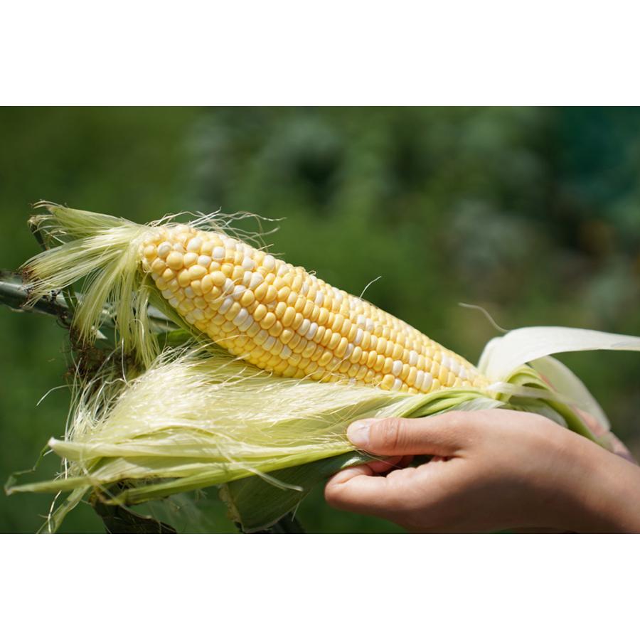 Inakakara - Farm to Table 山梨県産 極甘とうもろこし 甘々娘 6本 6月中旬〜7月下旬出荷 送料無料 かんかん娘 とうもろこし フルーツコーン メーカー直送 : G ...