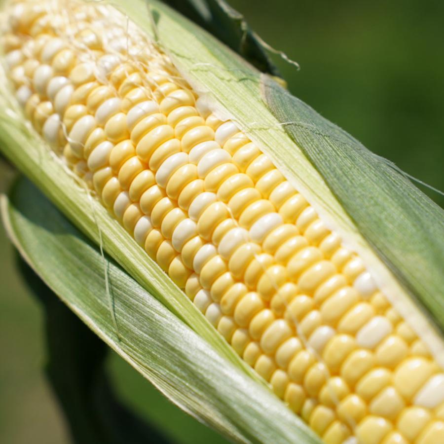 Inakakara - Farm to Table 山梨県産 極甘とうもろこし 甘々娘 20本 6月中旬〜7月下旬出荷 送料無料 かんかん娘 とうもろこし フルーツコーン メーカー直送 : G ...