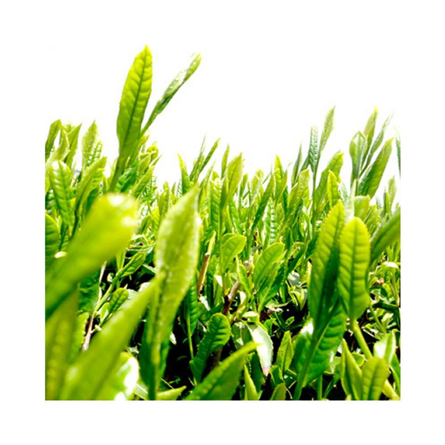 静岡 日本農産 有機JAS認定 有機茶 やぶきた新茶 40g×2袋 贈答用 化粧箱入 送料無料 お茶 茶 茶葉 緑茶 新茶 お取り寄せ ギフト 贈答 : 72386 : G-Call 食通の ...