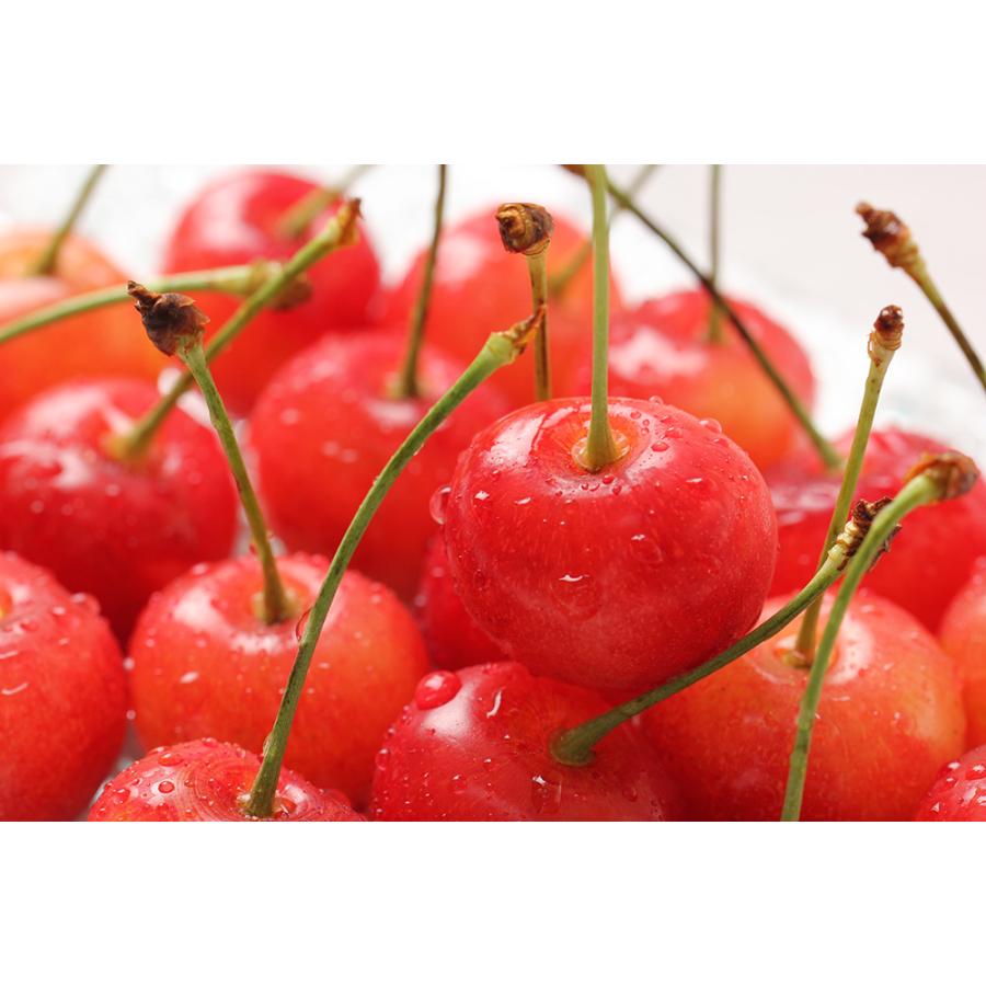 北海道増毛町産 紅秀峰 2L 500g 化粧箱 送料無料 さくらんぼ サクランボ フルーツ 果物 高糖度 贈答 旬のフルーツ ギフト 北海道 産地直送 お取り寄せ :91349:G-Call ...