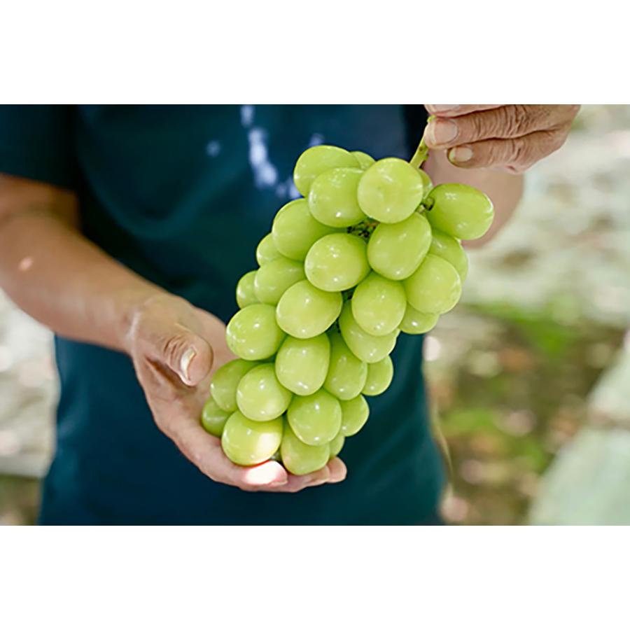 Inakakara 丸山農家 サニードルチェとシャインマスカット 詰め合わせ 2房 1.1kg以上 送料無料 秀品 葡萄 ブドウ ぶどう フルーツ 旬 果物 生産者直送 イナカカラ : G ...