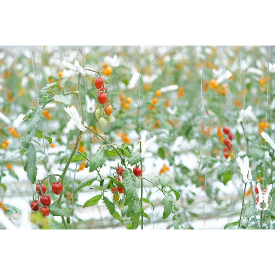 Inakakara カピオトマトジュースプレミアム 720ml 1本 送料無料 配送地域限定 カピオ トマト 高糖度 ジュース Capio お取り寄せ 生産者直送 飲料 飲み物 野菜 ...