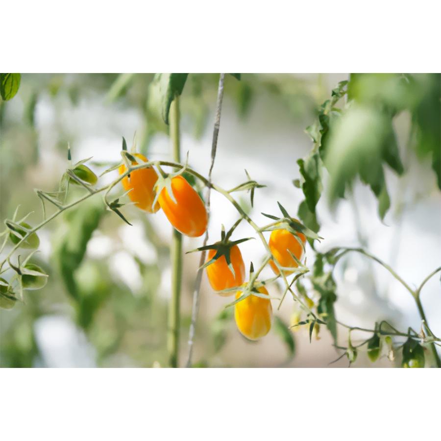 Inakakara Farm to Table カピオトマトセレクトMサイズ 550g 12月上旬〜5月下旬発送 指定日不可 送料無料 トマト とまと ミニトマト 野菜 ギフト 産地直送 ...