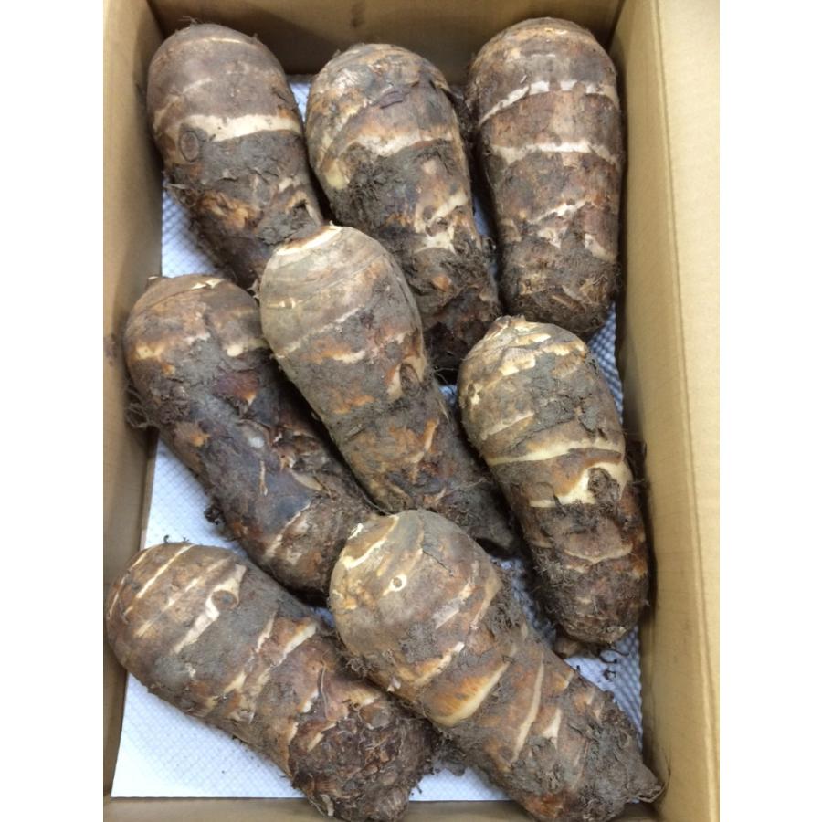 海老芋 3L 1ケース : G-five - 通販 - Yahoo!ショッピング