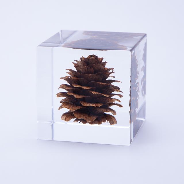 カラマツ Sola cube : 銀座 蔦屋書店 - 通販 - Yahoo!ショッピング