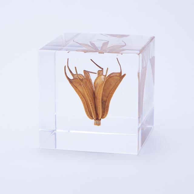 ニゲラオリエンタリス Sola cube : 銀座 蔦屋書店 - 通販 - Yahoo!ショッピング