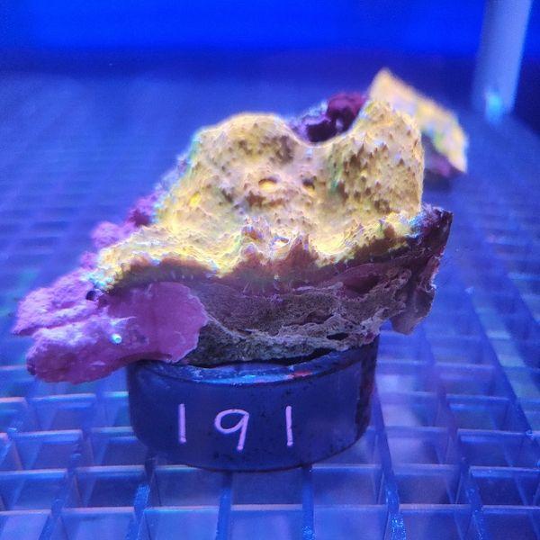 キッカサンゴゴールド NO,191 : G3 AQUA LAB ヤフーショップ - 通販 - Yahoo!ショッピング