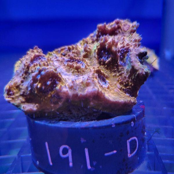 キッカサンゴゴールド NO,191-D : G3 AQUA LAB ヤフーショップ - 通販 - Yahoo!ショッピング