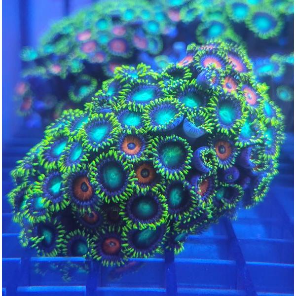 マメスナイソギンチャク ミックス 1個体（No,193-c） : 193 : G3 AQUA LAB ヤフーショップ - 通販 - Yahoo!ショッピング