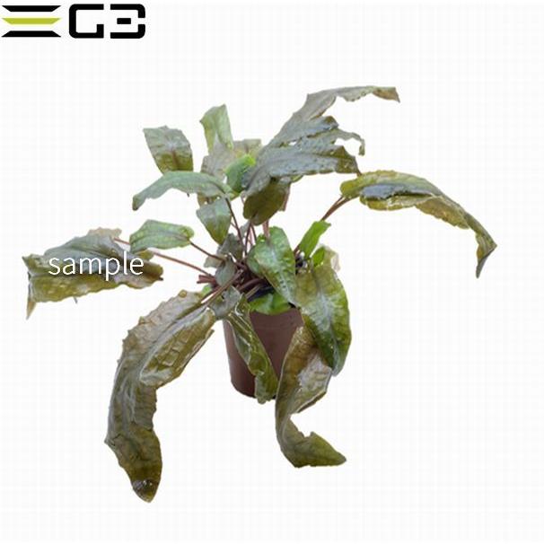 クリプトコリネ ウェンディートロピカ Cryptocoryne wendtii tropica 1POT（サンプル画像） : G3 AQUA ...