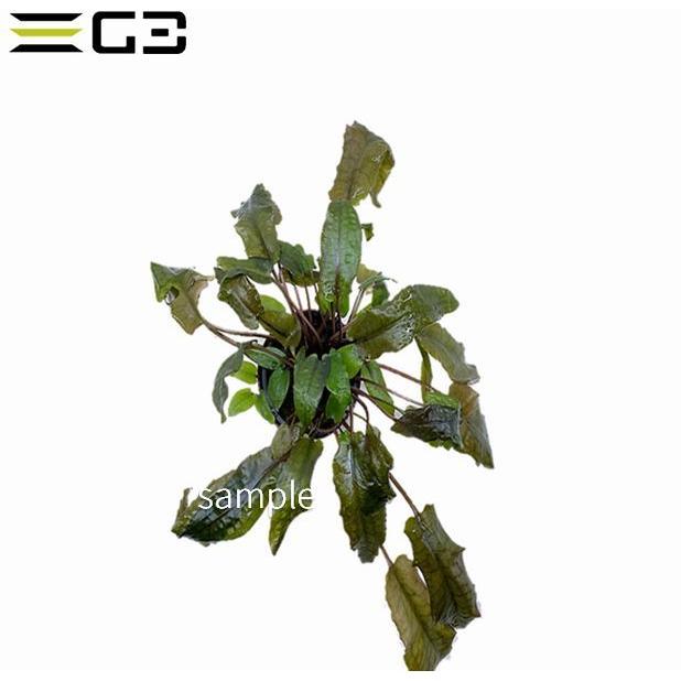 クリプトコリネ ウェンディートロピカ Cryptocoryne wendtii tropica 1POT（サンプル画像） : G3 AQUA ...