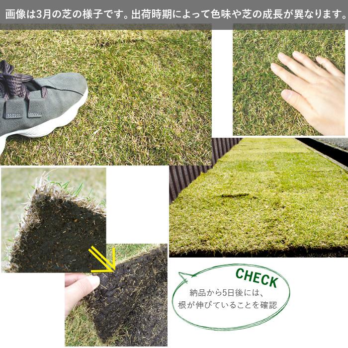 [クール便出荷] NITTOSEKKO 高級天然芝 NT22 ロール 2平米分 天然芝 省管理 高麗芝 改良高麗芝 芝生 芝 品種改良 国産 : GA-PRO+ - 通販 - Yahoo!ショッピング