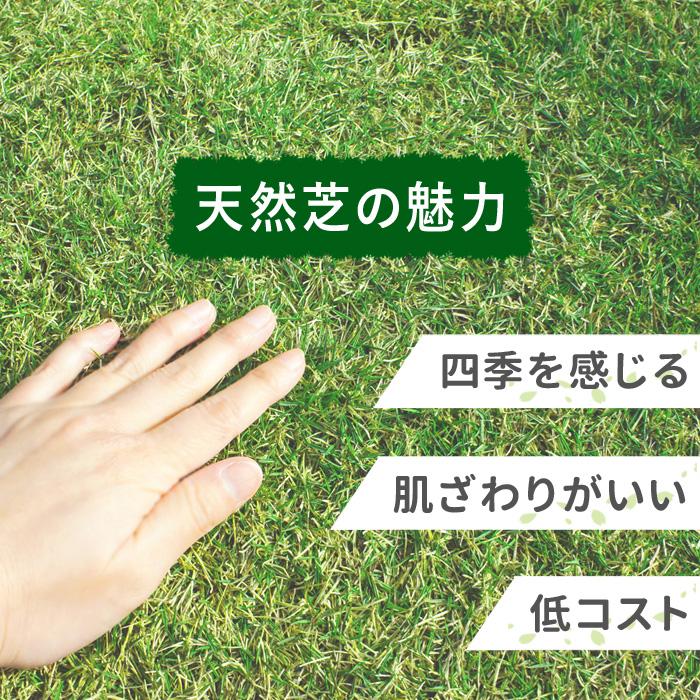 [通常便出荷] NITTOSEKKO 高級天然芝 NT22 ロール 10平米分 天然芝 省管理 高麗芝 改良高麗芝 芝生 芝 品種改良 国産 : gatennnennshiba10r : GA ...