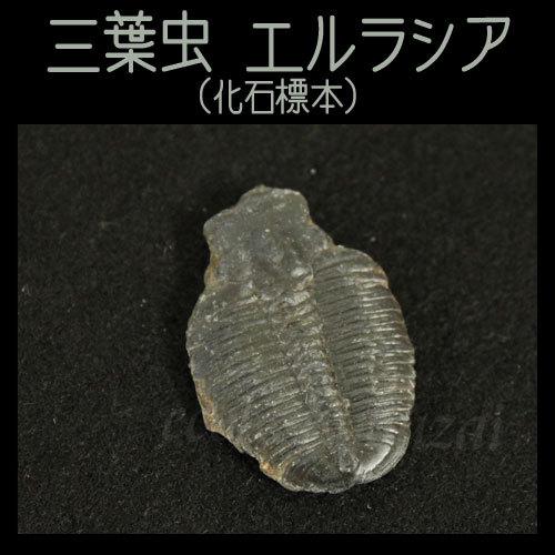 三葉虫(エルラシア母岩付) 自然化石 本物 観察 自由研究 夏休み 三葉虫(エルラシア母岩付) 自然化石 本物 観察 自由研究 夏休み