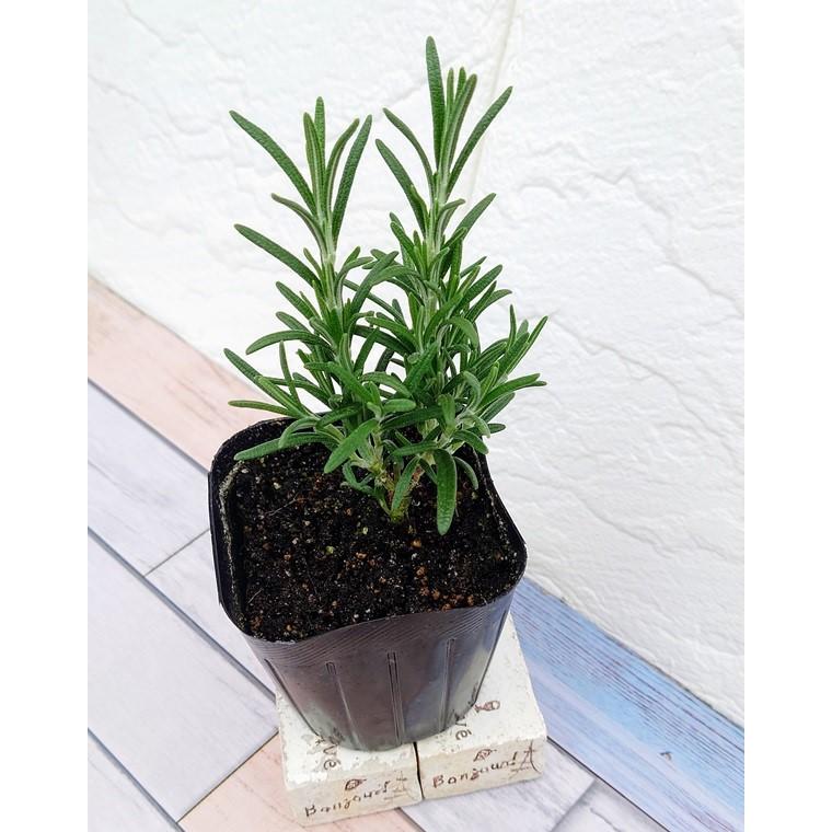 【花苗】ローズマリー 白花 9cmポット 1苗 : Gardener s Shop Ivy - 通販 - Yahoo!ショッピング