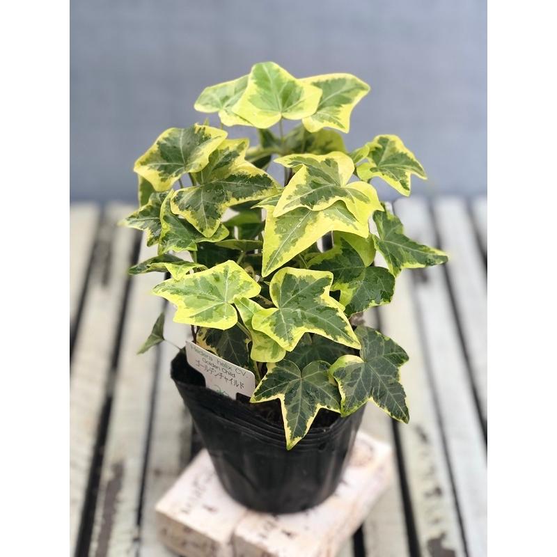 花苗 ヘデラ（アイビー） ゴールデンチャイルド 9cmポット 1苗 : Gardener s Shop Ivy - 通販 - Yahoo!ショッピング