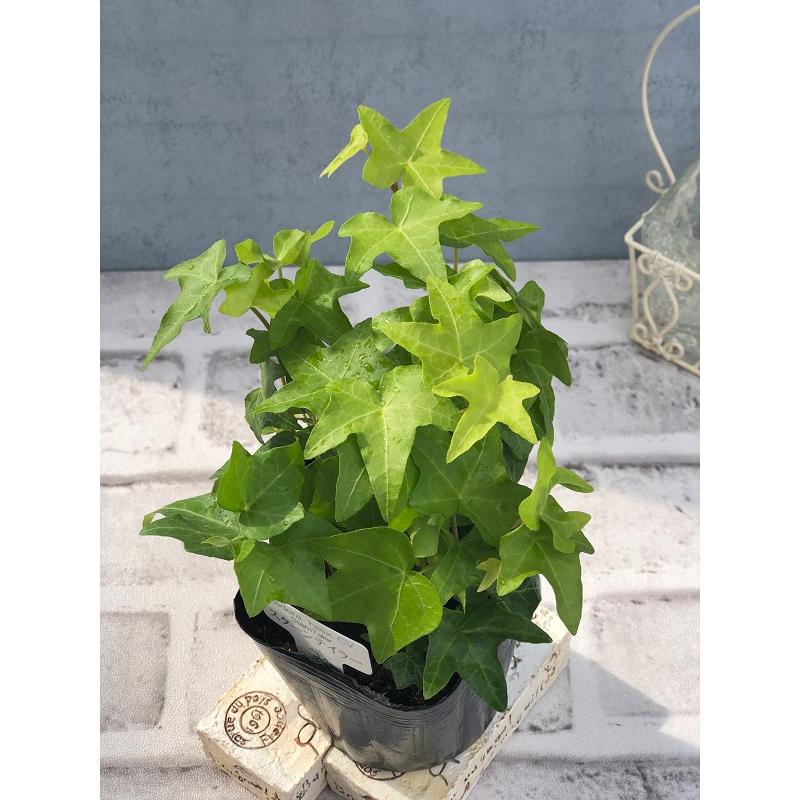 花苗 ヘデラ（アイビー） スターンテイラー 9cmポット 1苗 : Gardener s Shop Ivy - 通販 - Yahoo!ショッピング